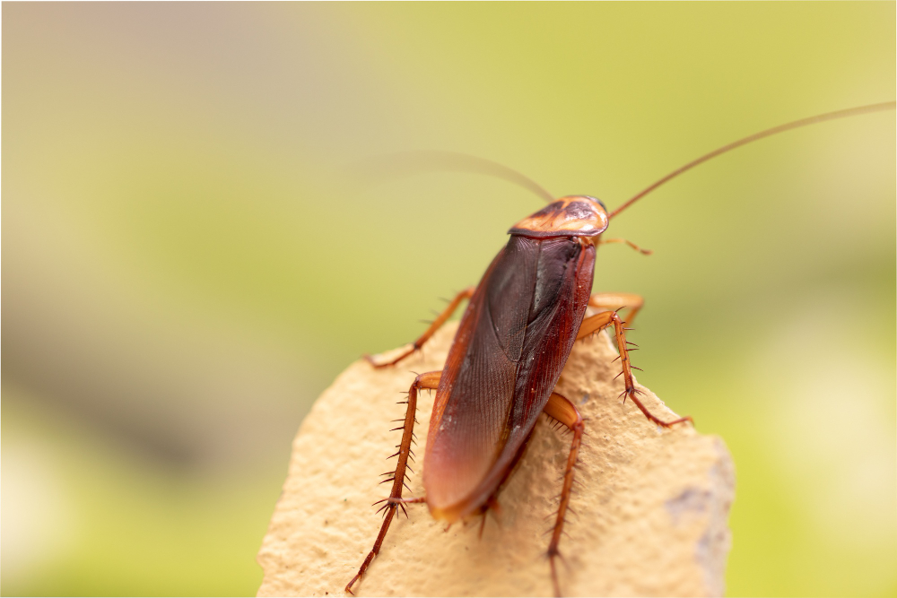 Natural Predators of Cockroaches
