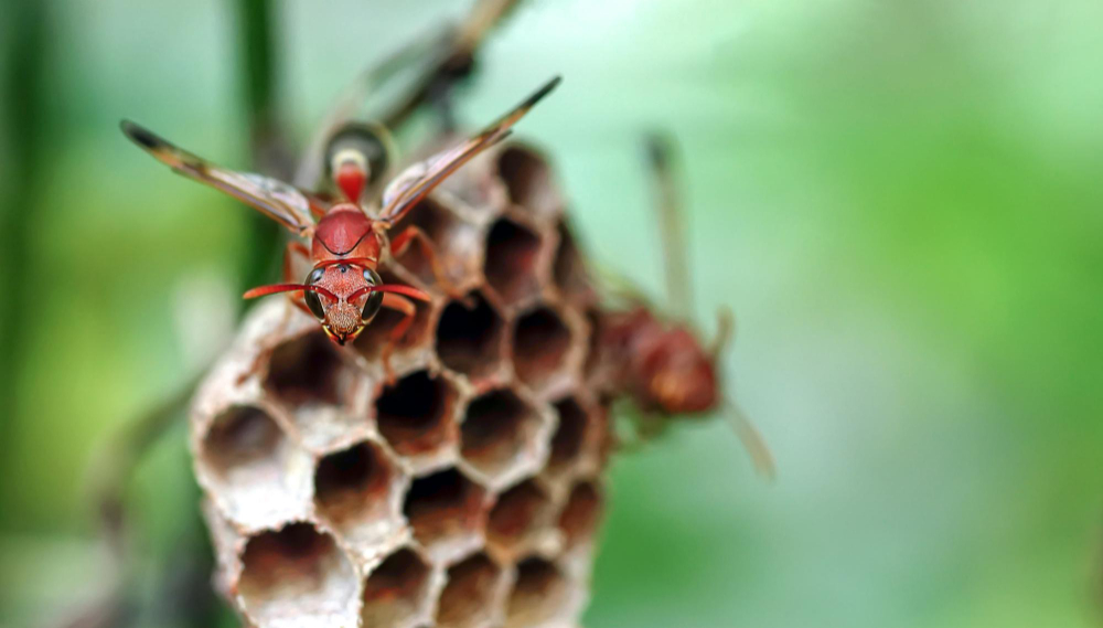 How To Remove A Hornets Nest