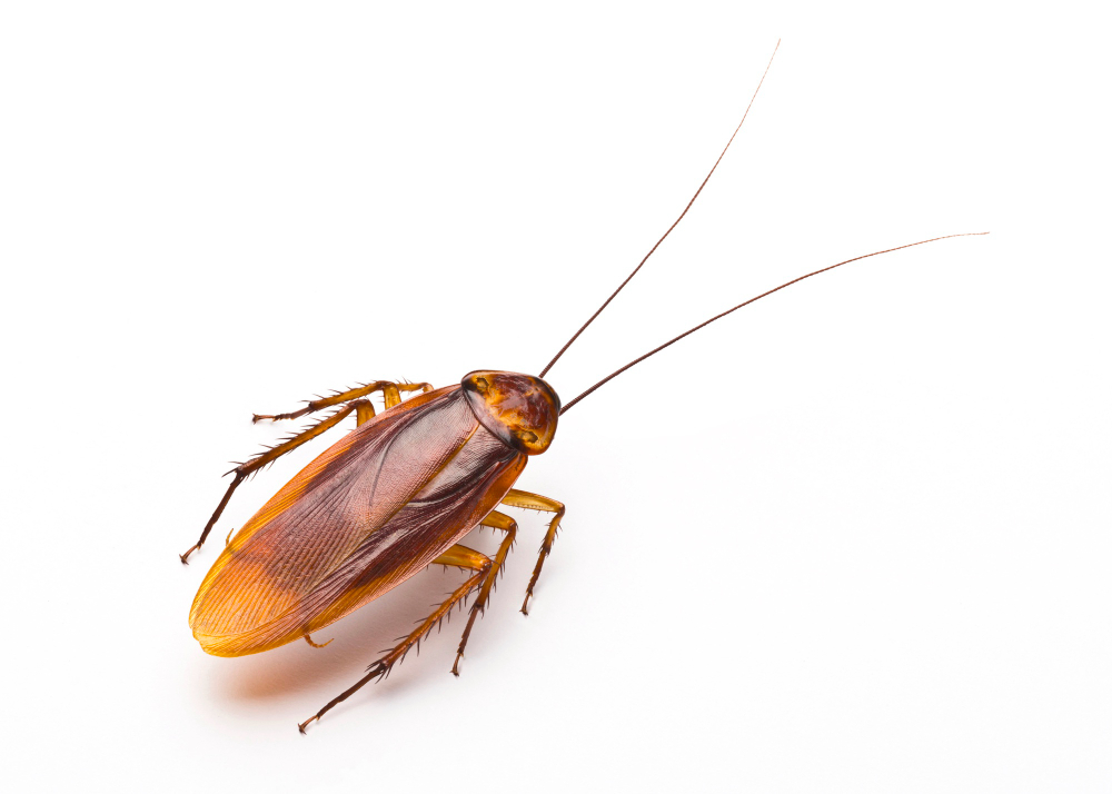 Natural Predators of Cockroaches