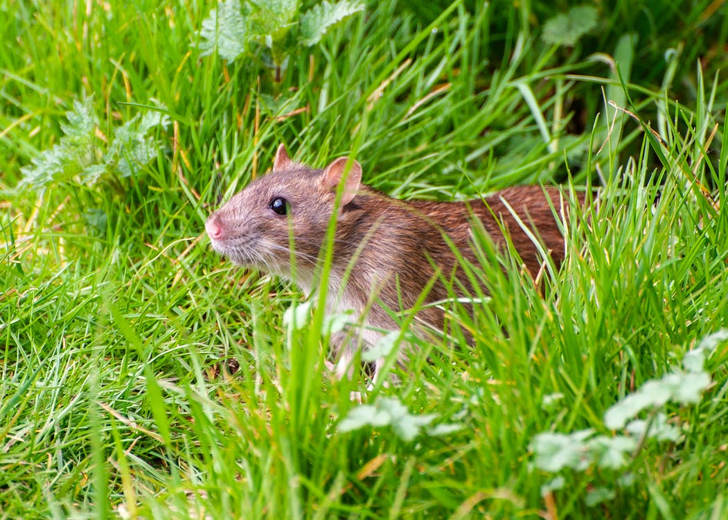 Do Rats Come Out During The Day Hazards Of Rat Infestation